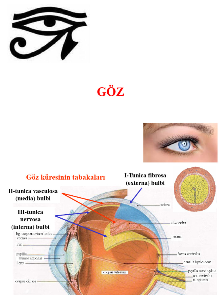 Goz | PDF