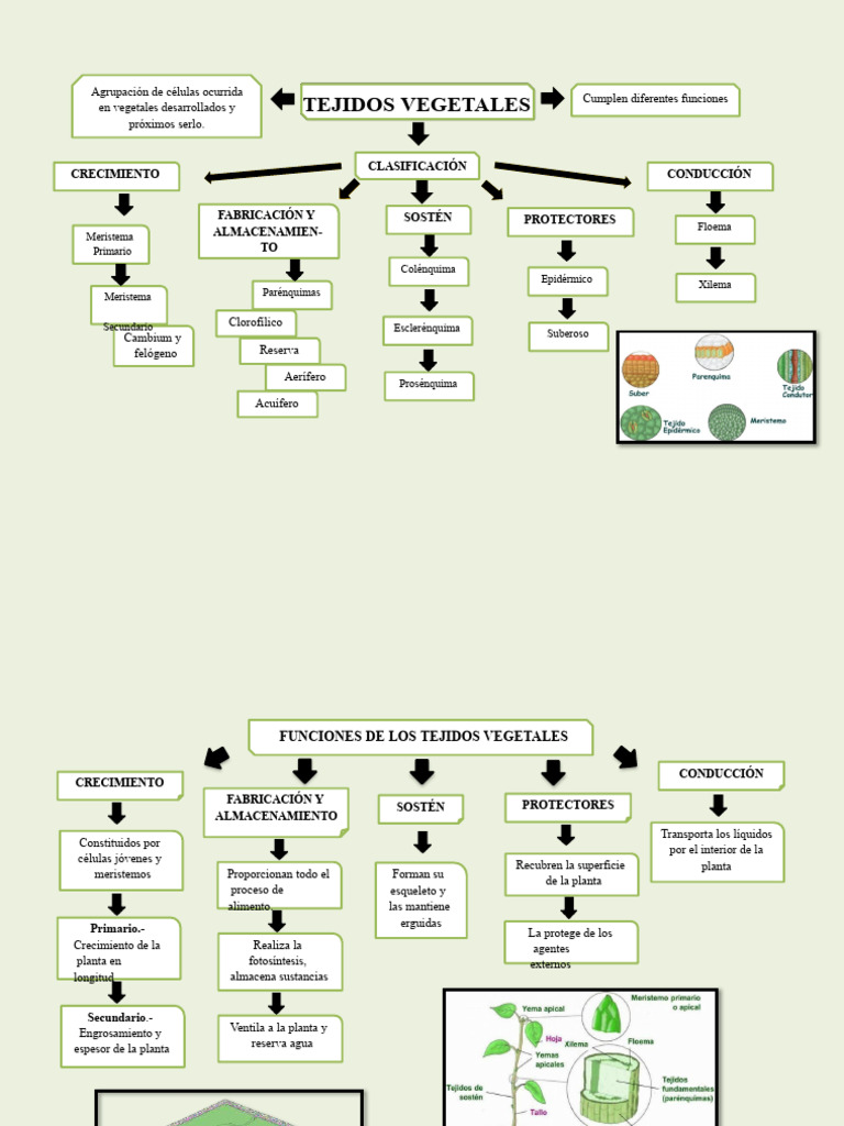 Mapa Conceptual de Los Tejidos Vegetales 3 | PDF | Plantas | Eucariotas