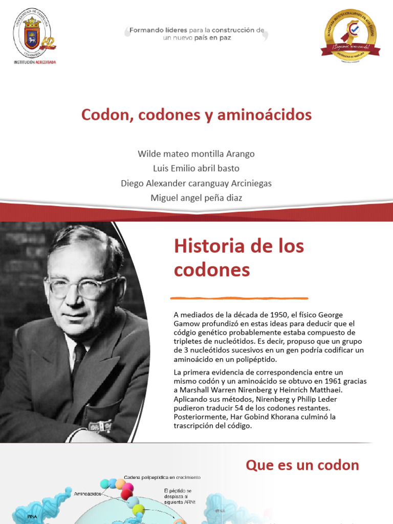 Codones y aminoácidos: guía esencial | PDF