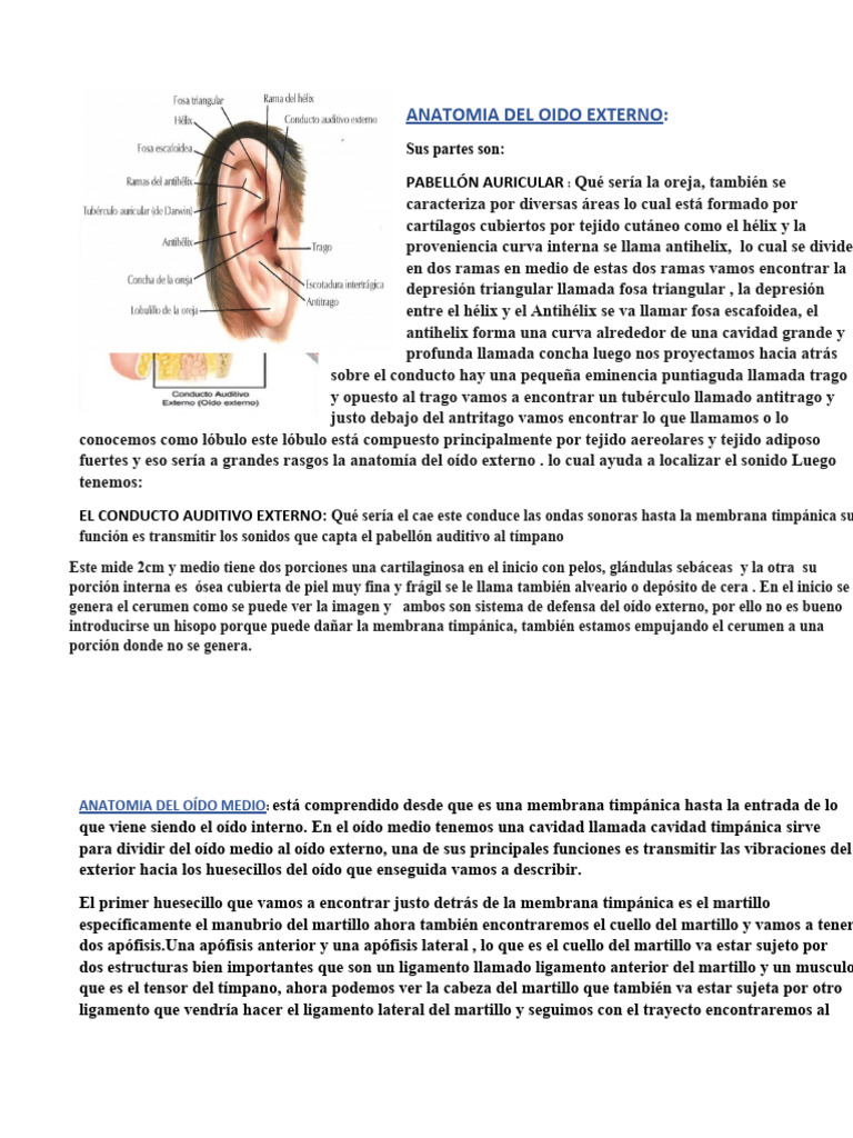 Anatomía del Oído Externo y Medio | PDF | Oído | Audiología