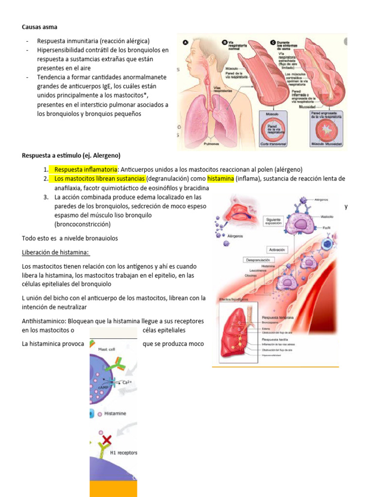 Causas Asma | PDF | Enfermedades y trastornos | Especialidades Medicas