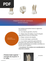 Segundo Premolar Inferior | PDF | Anatomia dental | Diente