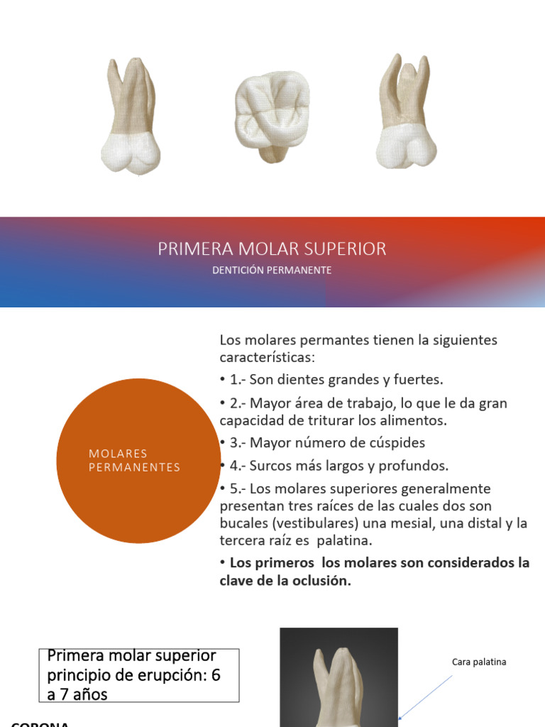 Primer y Segundo Molar Superior PDF | PDF | Anatomia dental