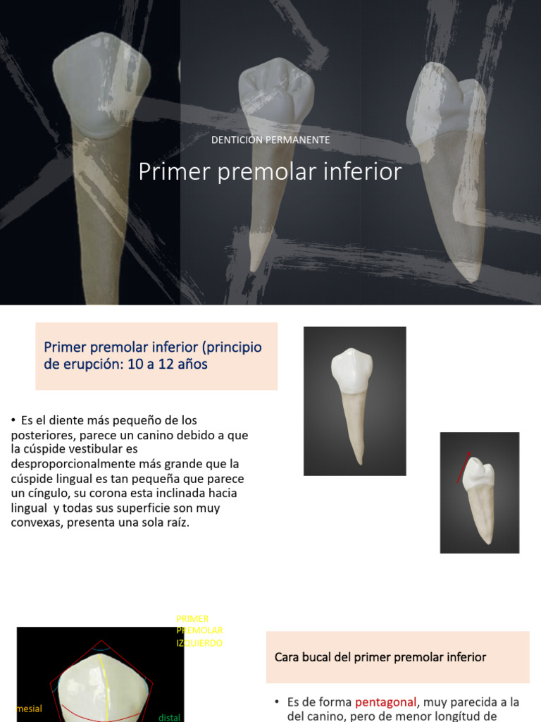 Anatomía del Primer y Segundo Premolar Inferior | PDF | Ramas de ...