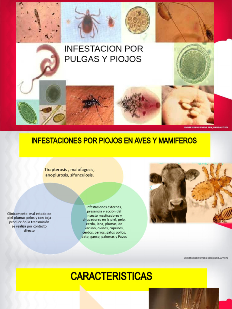 Diferencias entre Piojos y Pulgas | PDF | Hogar, jardinería y bricolaje ...
