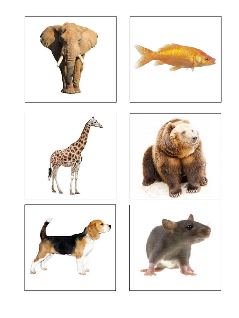 Animales Imprimir Pdf