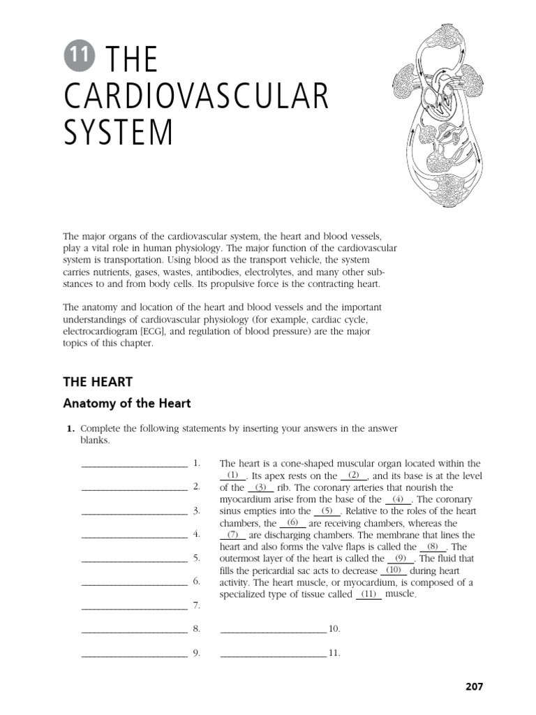 Finals Cardiovascular System | PDF | Vein | Heart