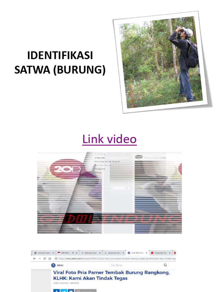 Identifikasi Satwa (Burung) | PDF