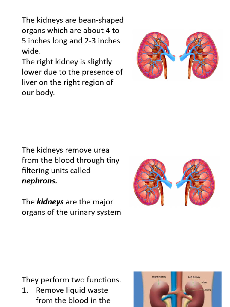 Kidney Functions | PDF