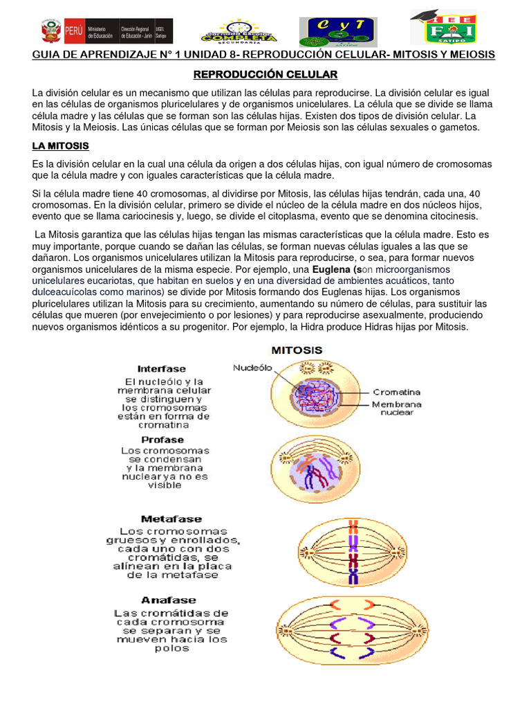 Mitosis y Meiosis: Guía de Reproducción Celular | PDF | Mitosis | Mitosis