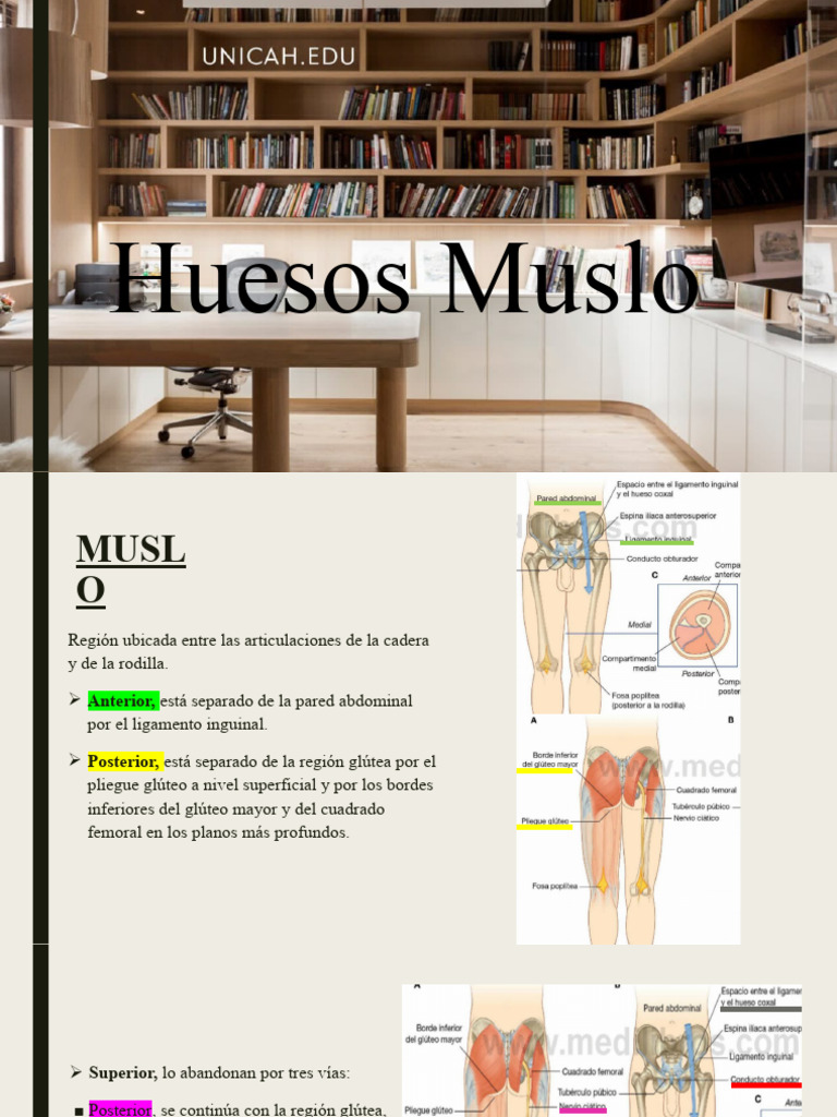 Muslo, Huesos (583-589) | PDF | Anatomía humana | Sistema esquelético