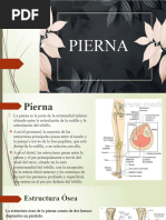 Tibia y Perone | PDF | Sistema esquelético | Anatomía humana