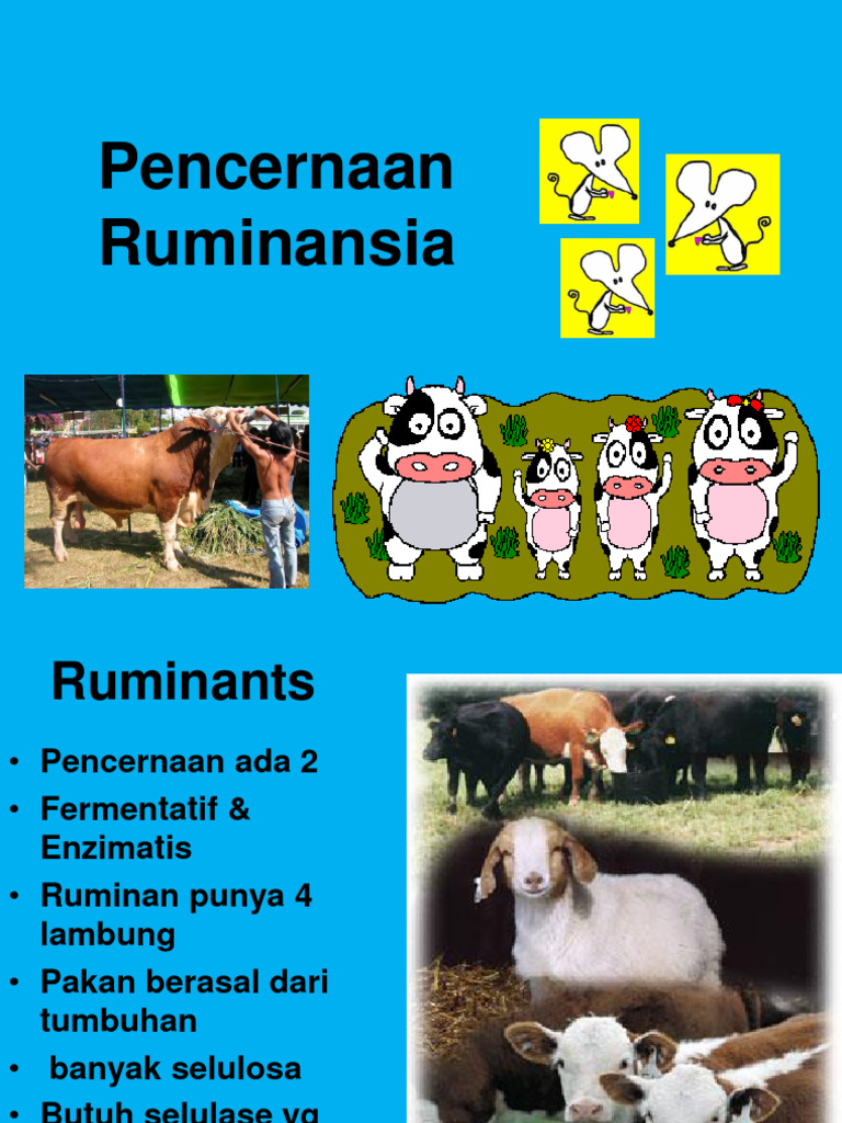 Pencernaan Karbohidrat pada Ruminansia | PDF | Kesehatan Holistik ...