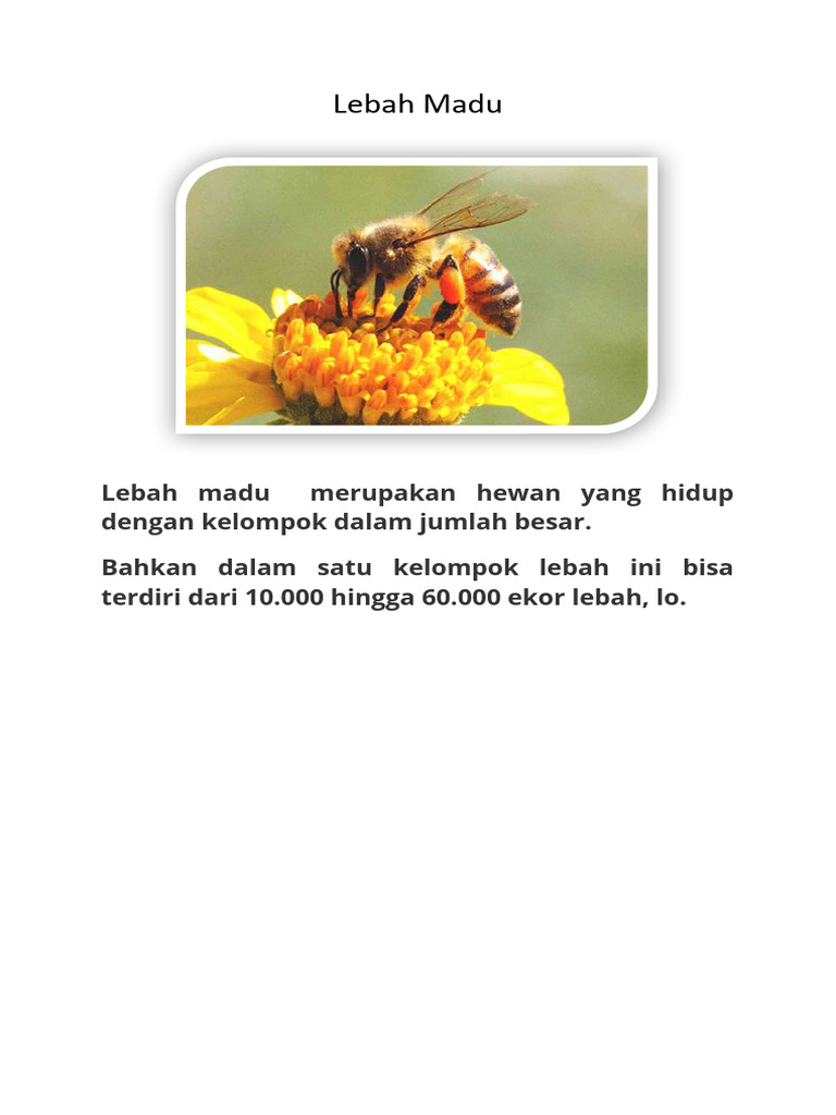 Ciri dan Proses Hidup Lebah Madu | PDF | Sains & Matematika | Teknologi & Rekayasa