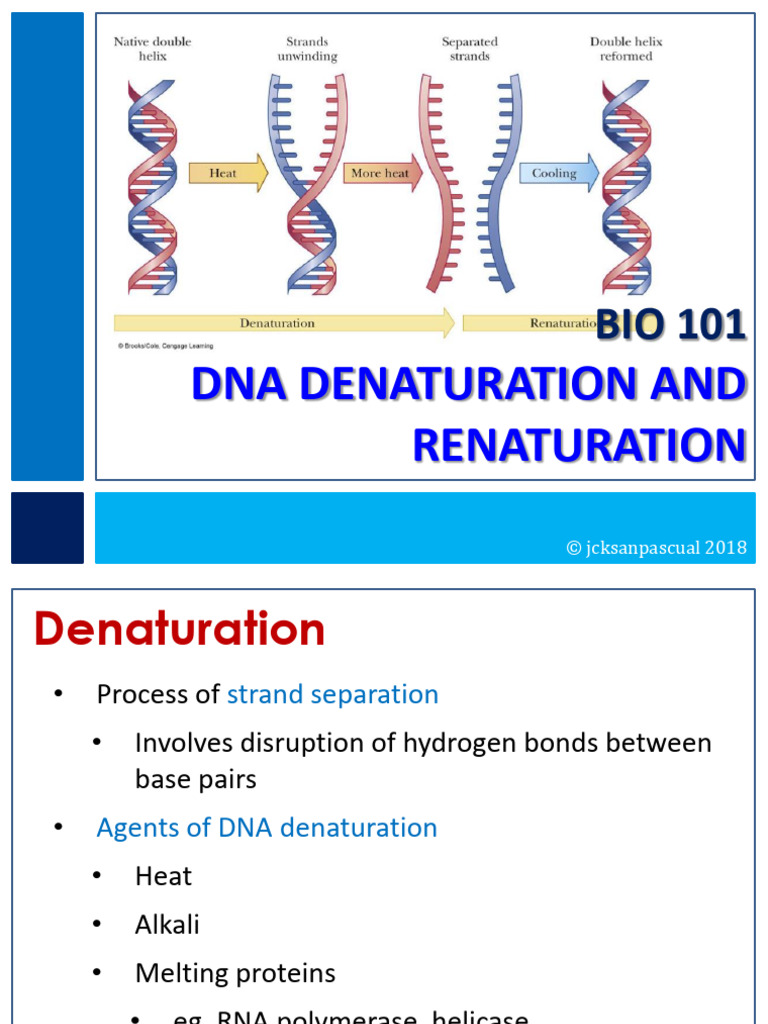 BIO101 Lec 04-DNA Denaturation and Renaturation | PDF | Southern Blot ...
