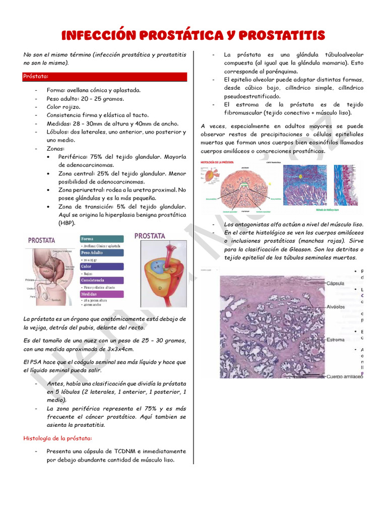 Infección Prostática y Prostatitis | PDF | Próstata | Epitelio