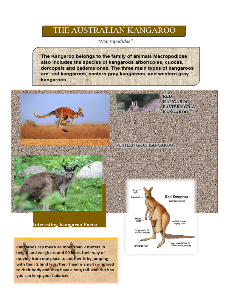 The Australian Kangaroo Final Work | PDF | Organisms | Mammals