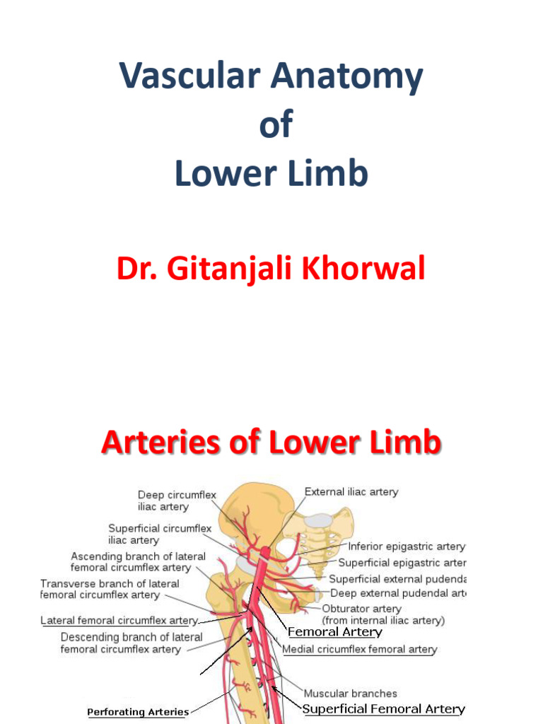 Vascular Anatomy of Lower Limb GK | PDF | Vein | Human Leg
