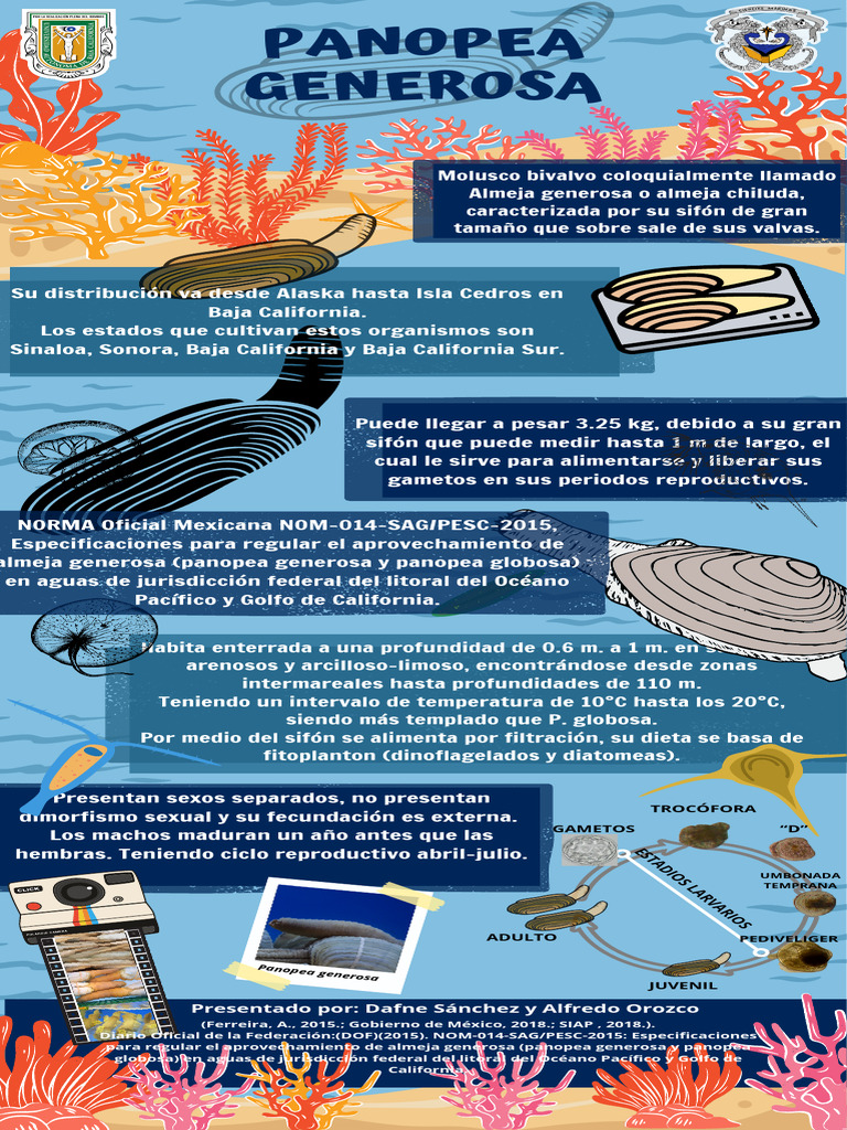 Panopea Generosa | Descargar gratis PDF | Bivalvia