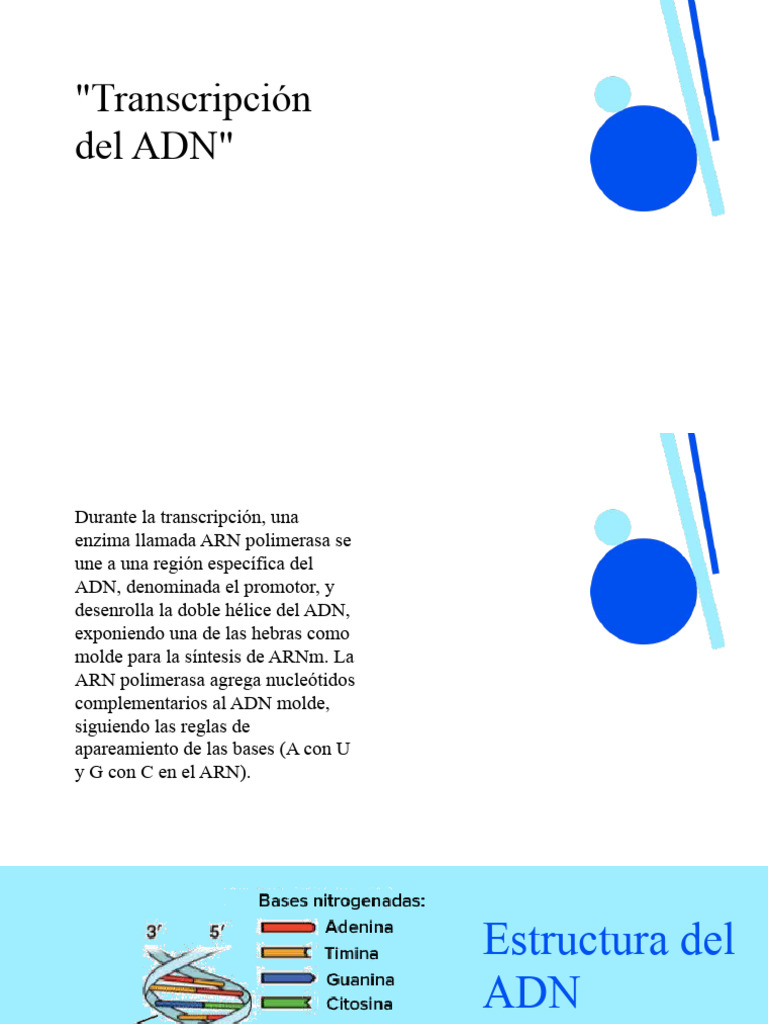 Transcripción Exposición | PDF | Rna | Adn