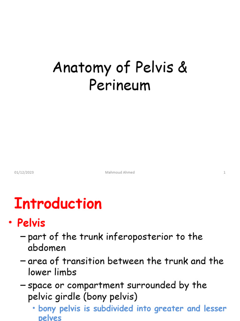 Anatomy of Pelvis & Perineum | PDF | Pelvis | Vertebra