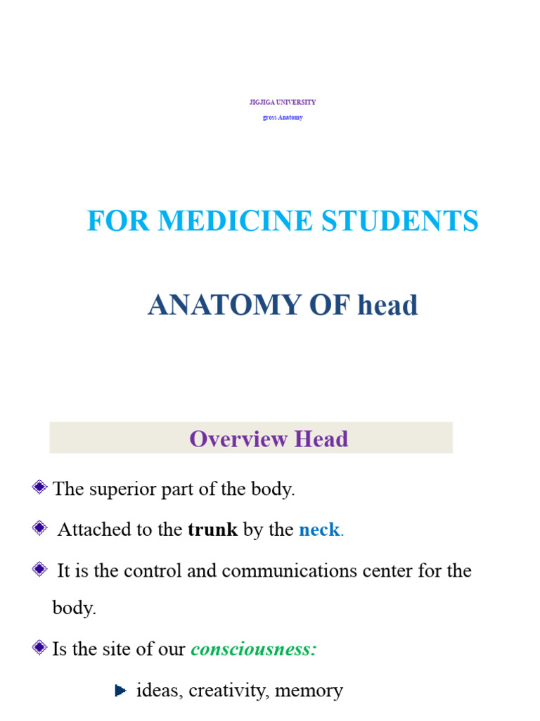 Head Pdf Skull Human Nose