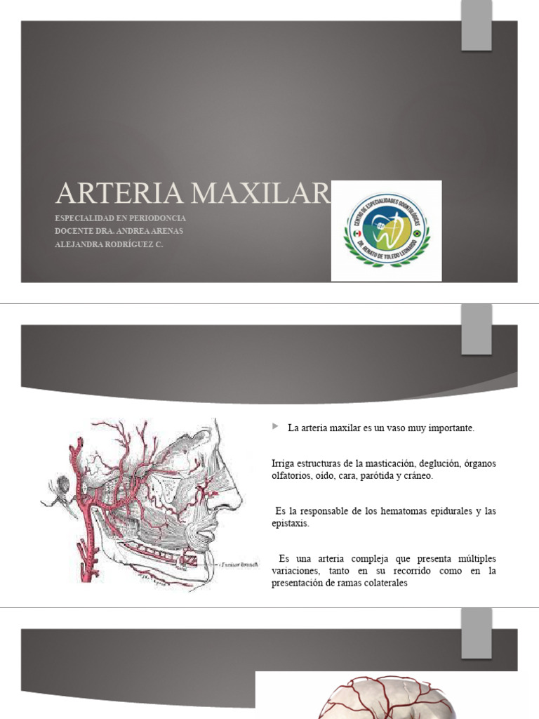 Arteria Maxilar | PDF | Anatomía humana | Angiología