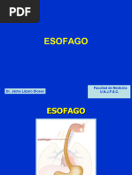 Disección y Anatomía Del Aparato Digestivo de Un Ratón | PDF | Abdomen ...