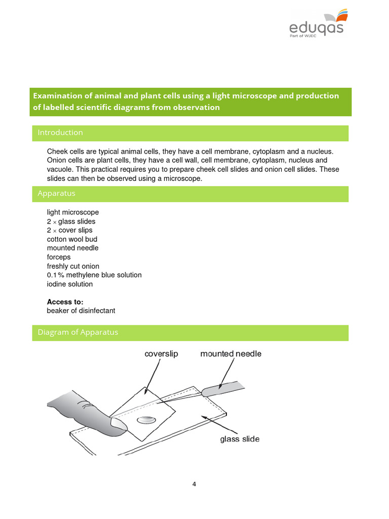 Examination of Animal and Plant Cells Using A Light Microscope | PDF ...
