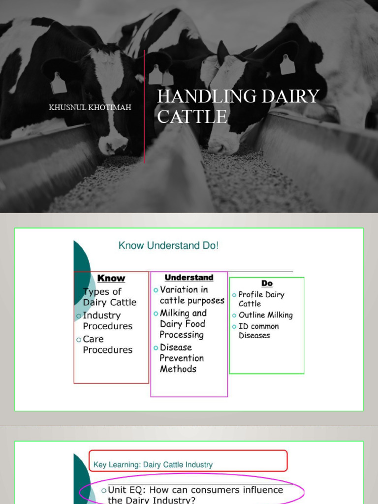 Handling Dairy Cattle | PDF