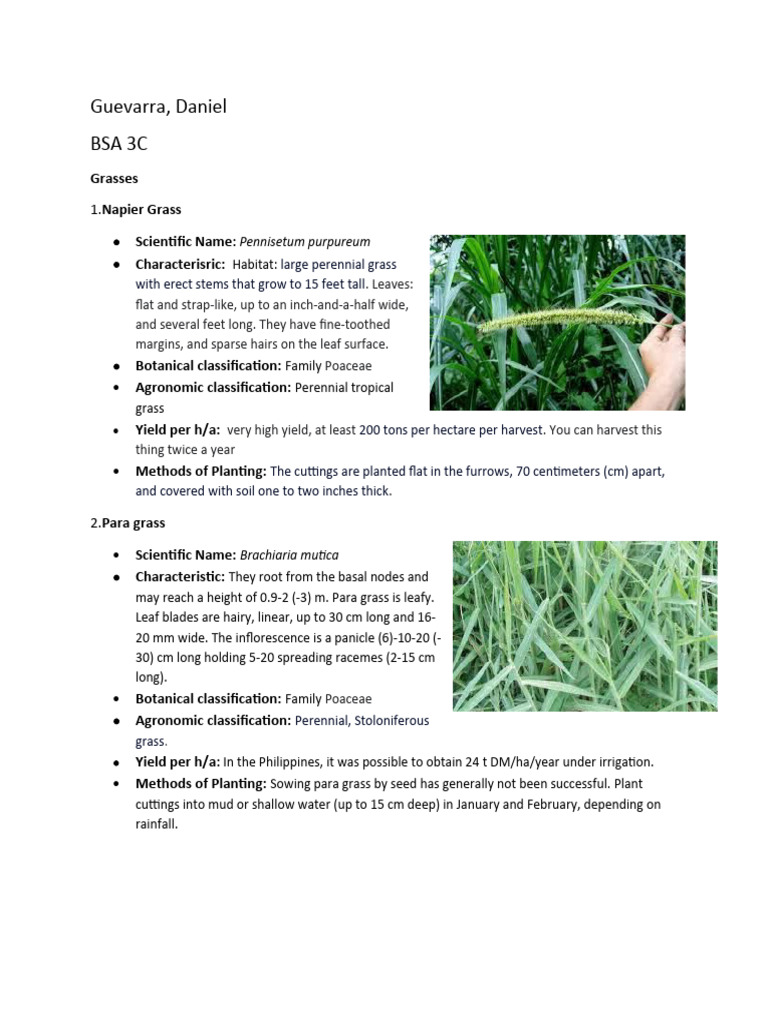 Grasses | PDF | Legume | Chickpea