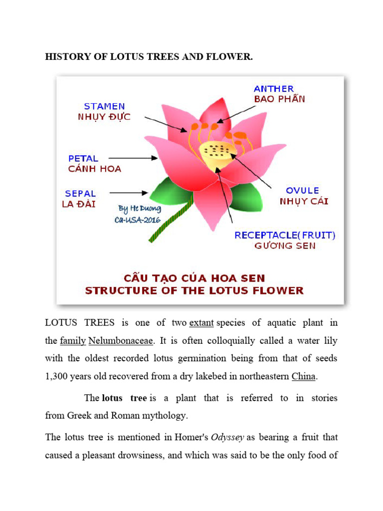 History of Lotus Trees and Flower | PDF | Science & Mathematics