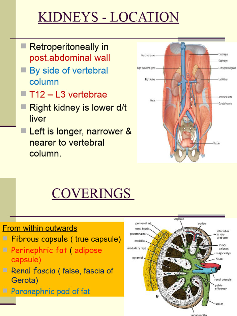 L31 - Renal System | PDF | Kidney | Prostate