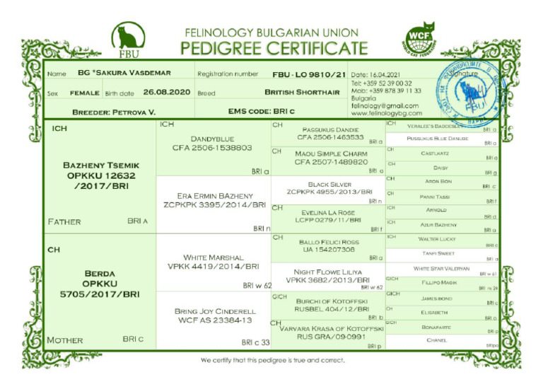Contoh Pedigree Hewan Peliharaan Kucing | PDF