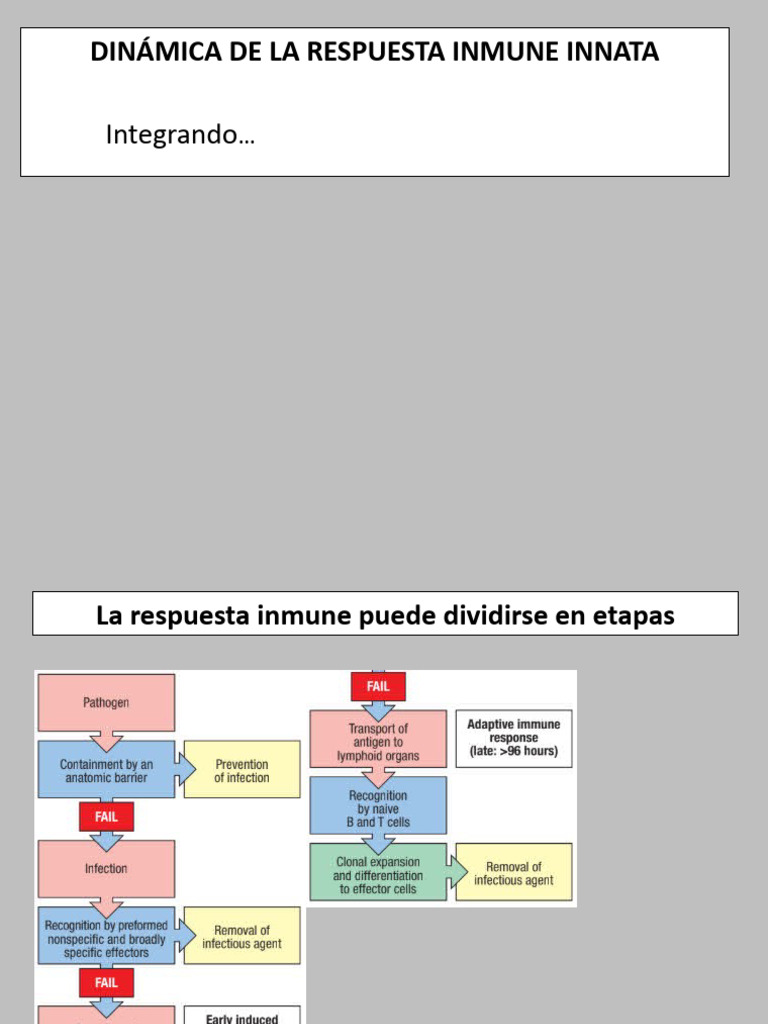 Integraciã N Innata 2023 | PDF | Interferón gamma | Sistema inmune innato