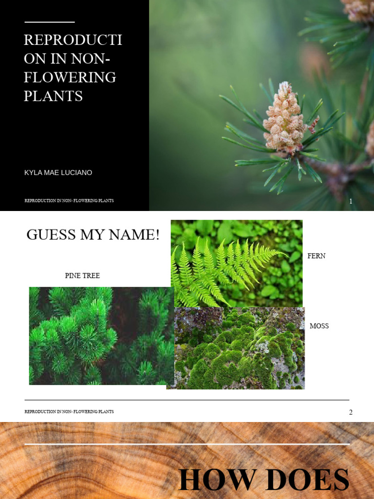 Spore Bearing and Cone Bearing Plants | PDF | Plants | Flowers