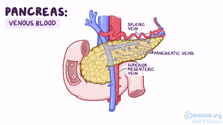 Pancreas V. | PDF