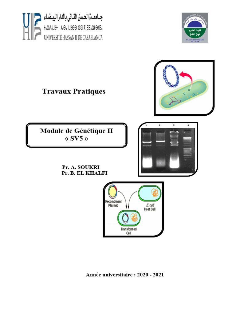 TP Genetique Ii | PDF | Électrophorèse sur gel | Biochimie