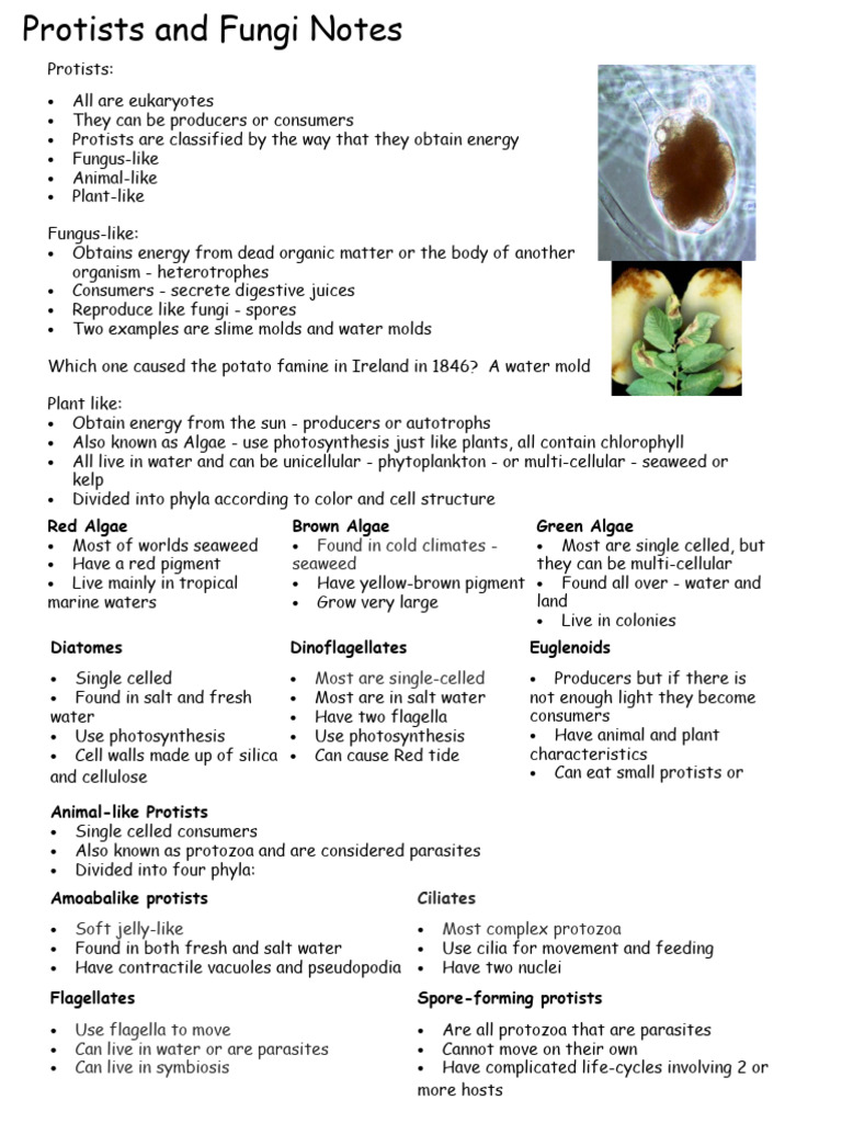 Protists and Fungi Note 2013 | PDF | Fungus | Algae