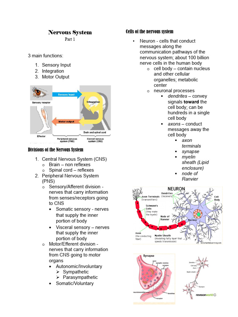 Nervous System Part 1 | PDF | Nervous System | Central Nervous System