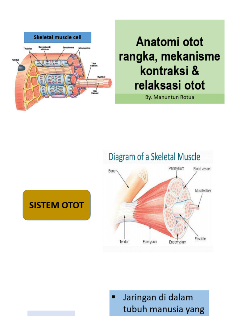 Anatomi Otot' 23 | PDF