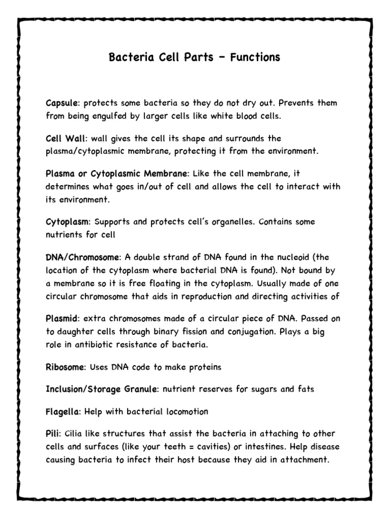 Bacteria Cell Parts - InB Notes | PDF
