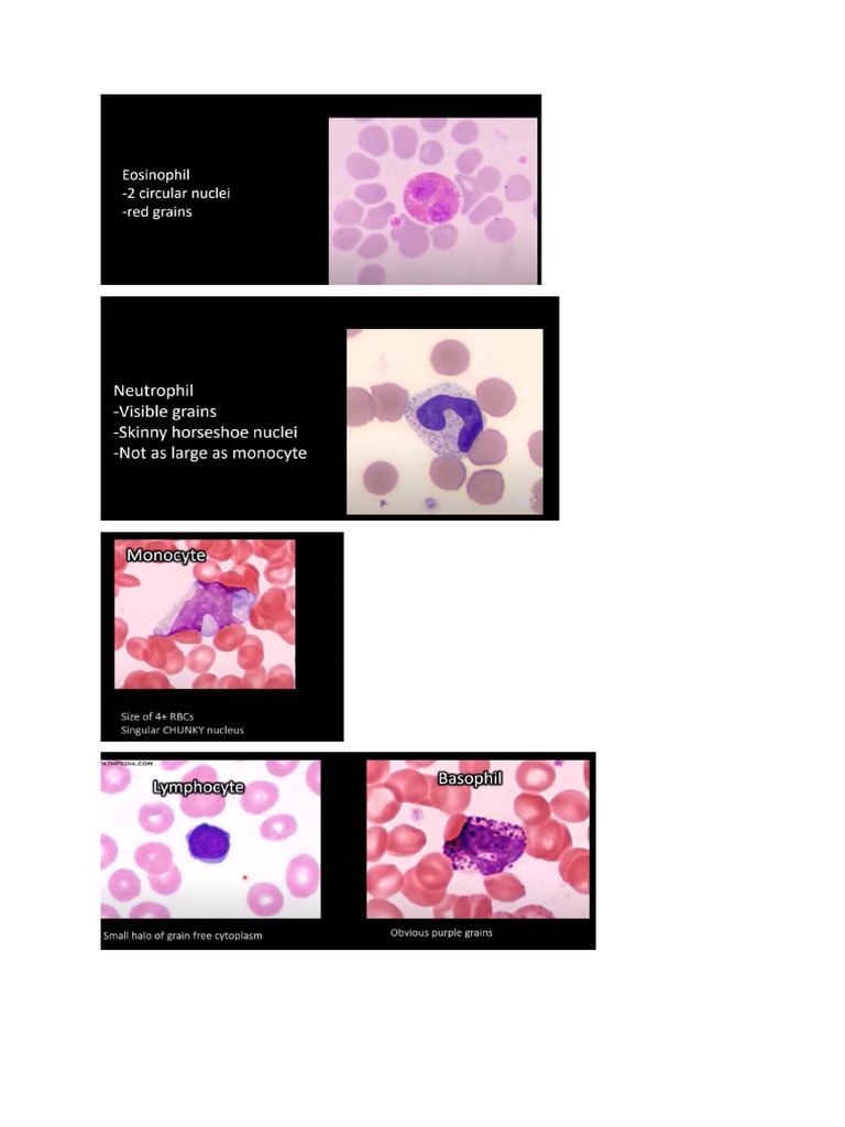 Types of Bloodcells | PDF