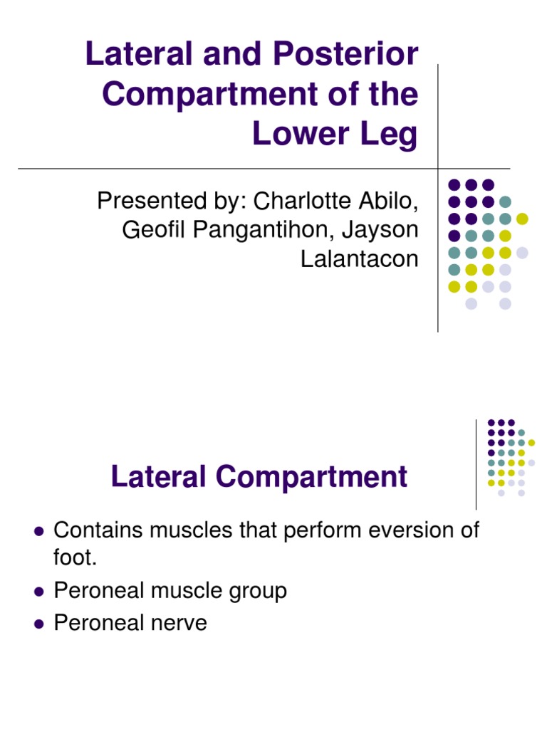 Lower Leg Compartment Anatomy Overview | PDF | Human Leg | Foot