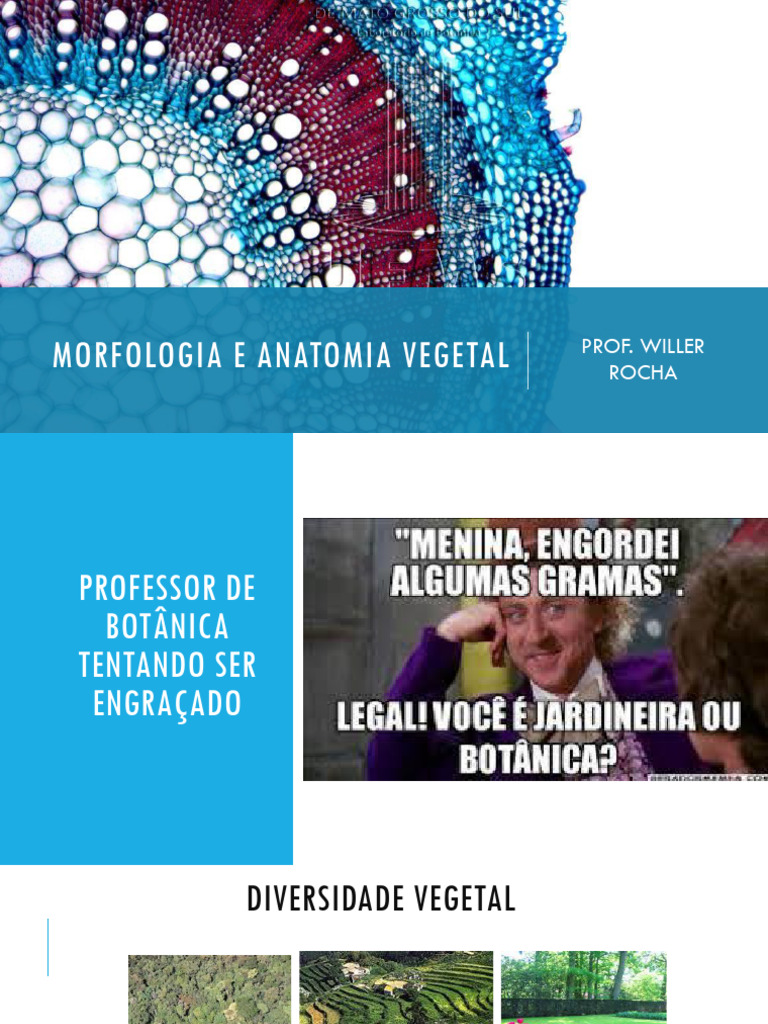 Morfologia e Anatomia Vegetal | PDF | Raiz | Morfologia vegetal