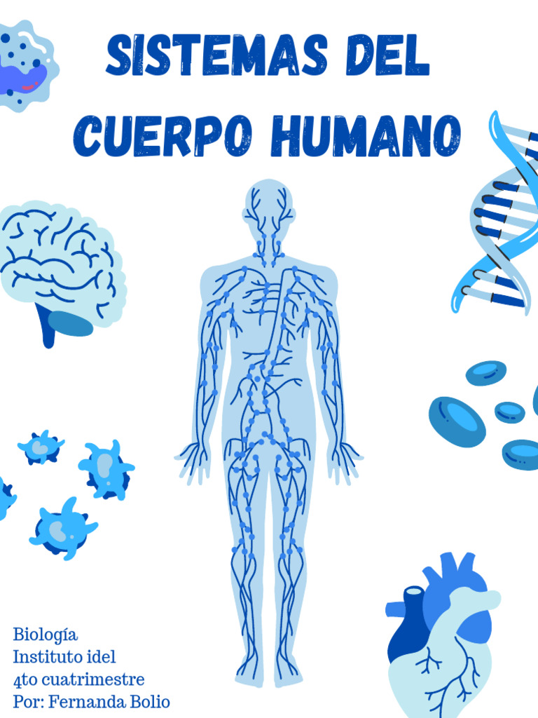 Sistemas Del Cuerpo Humano Pdf Sistema Circulatorio Sistema Linfático