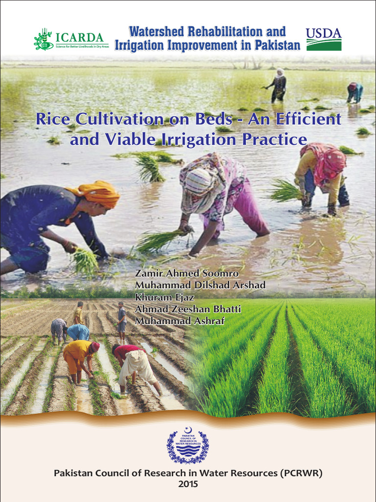 Rice Cultivation On Beds | PDF | Rice | Irrigation
