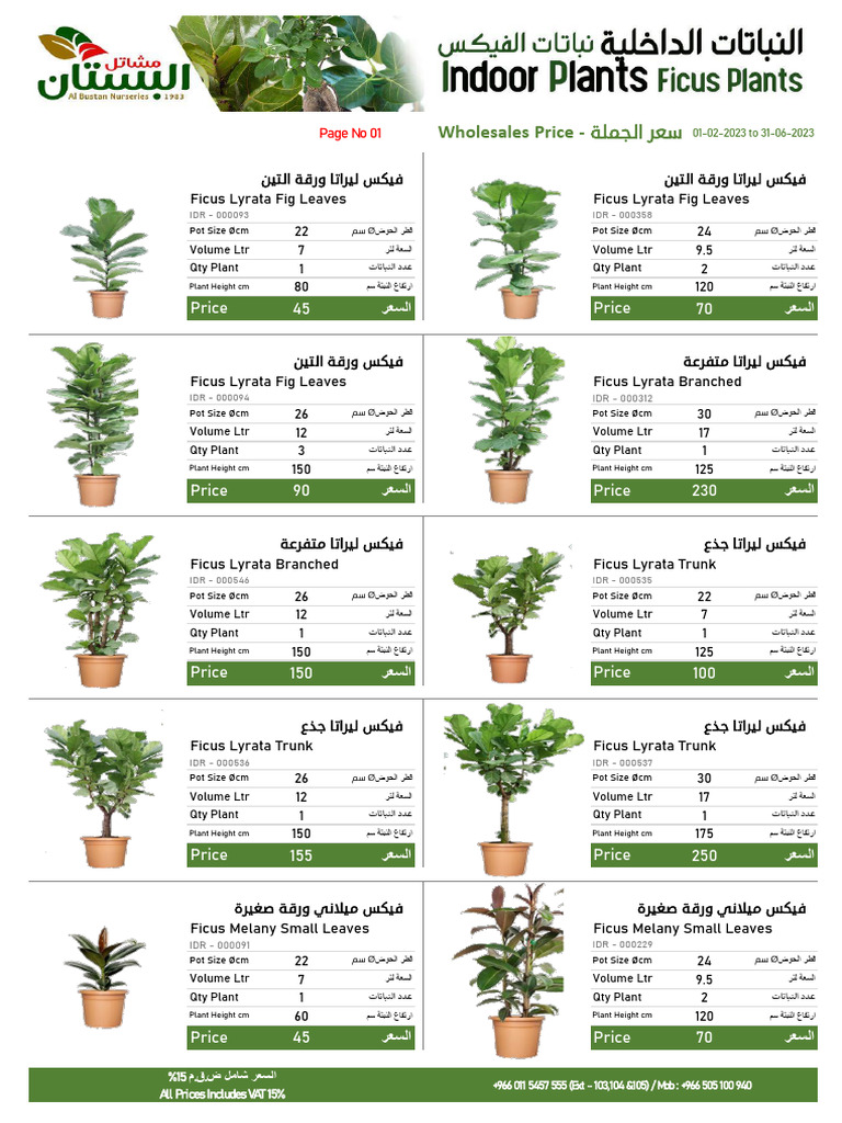 Ficus Plants نباتات الفيكس | PDF