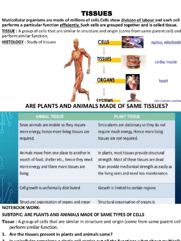 CH 6 Tissues 2 | PDF