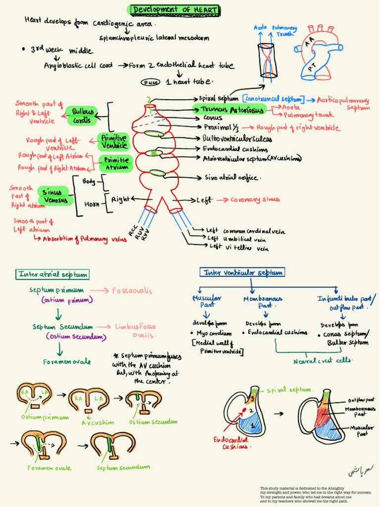Embryology | PDF | Atrium (Heart) | Heart